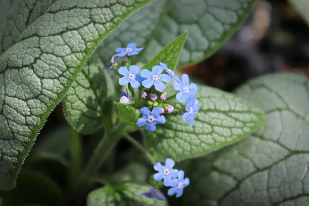 Brunnera | The Ultimate Guide | Perennial Masters