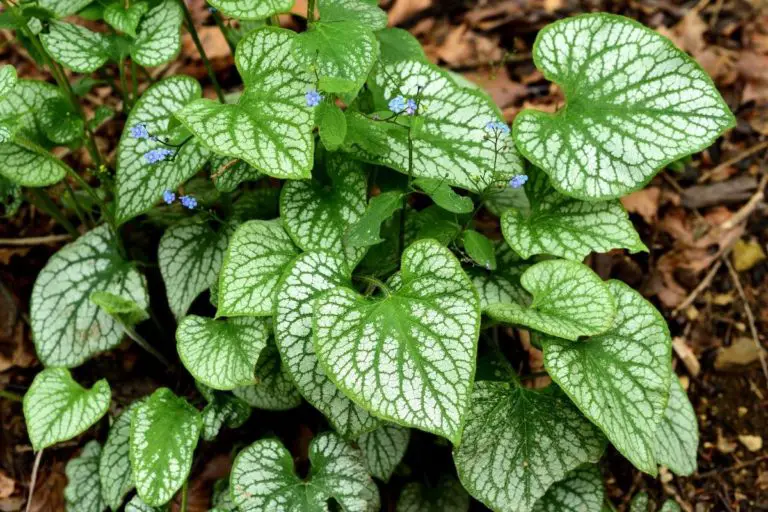 Brunnera | The Ultimate Guide | Perennial Masters