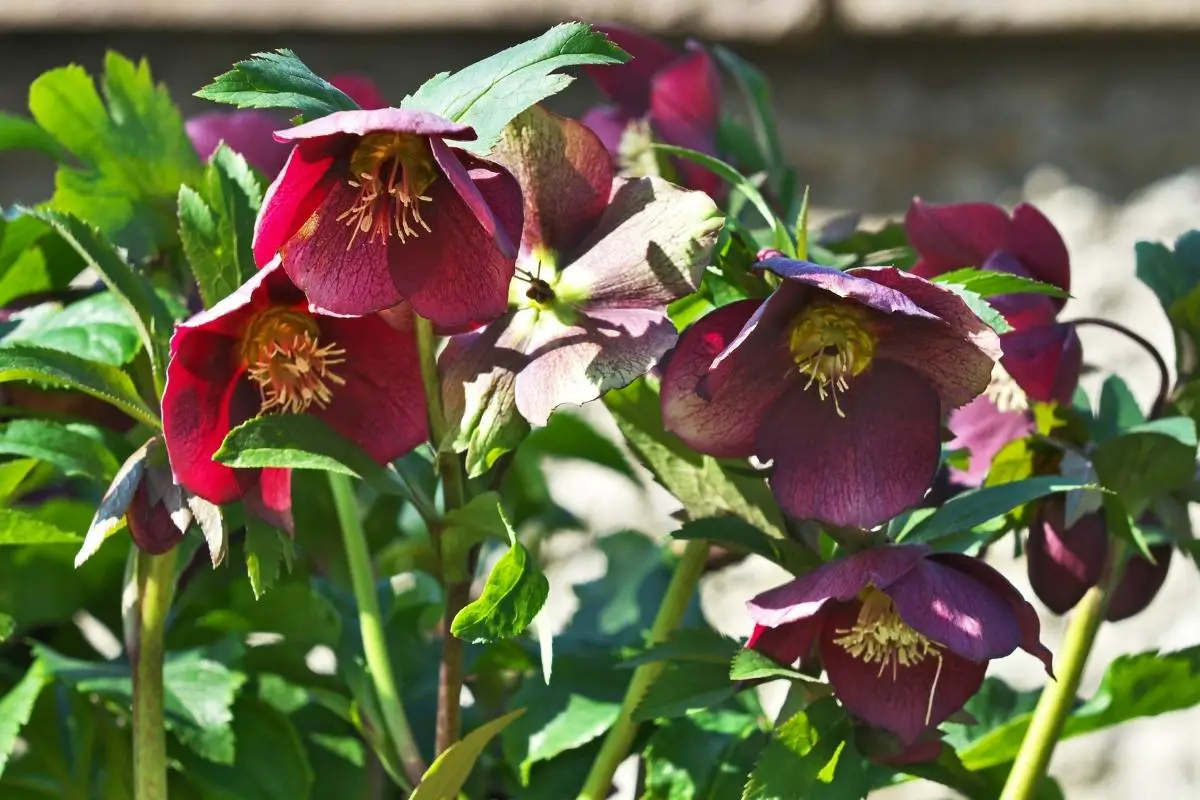 Hellebore Varieties | Types of Hellebore