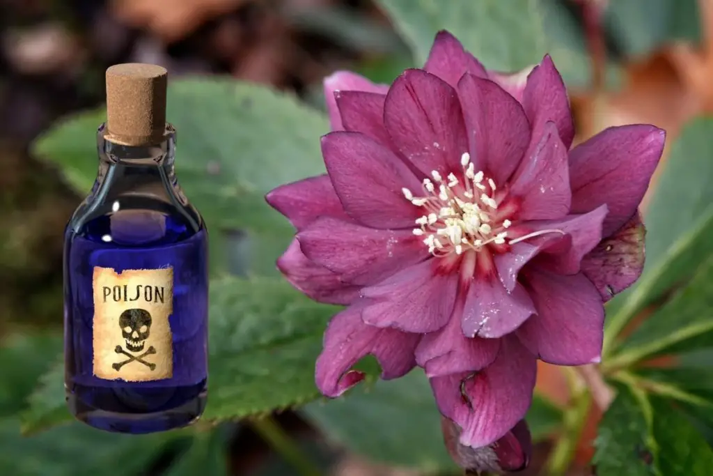 Are Hellebores Poisonous? | Perennial Masters