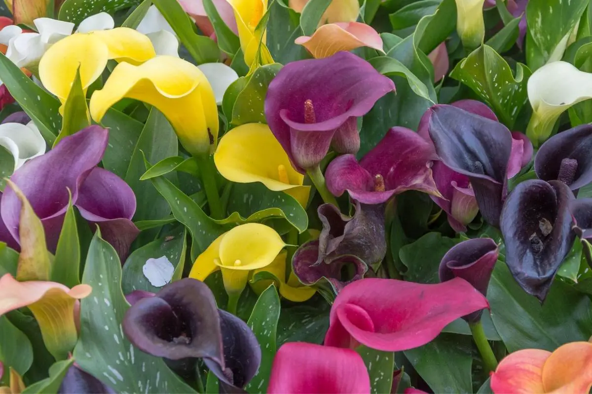 Calla Lilies | Perennial Masters