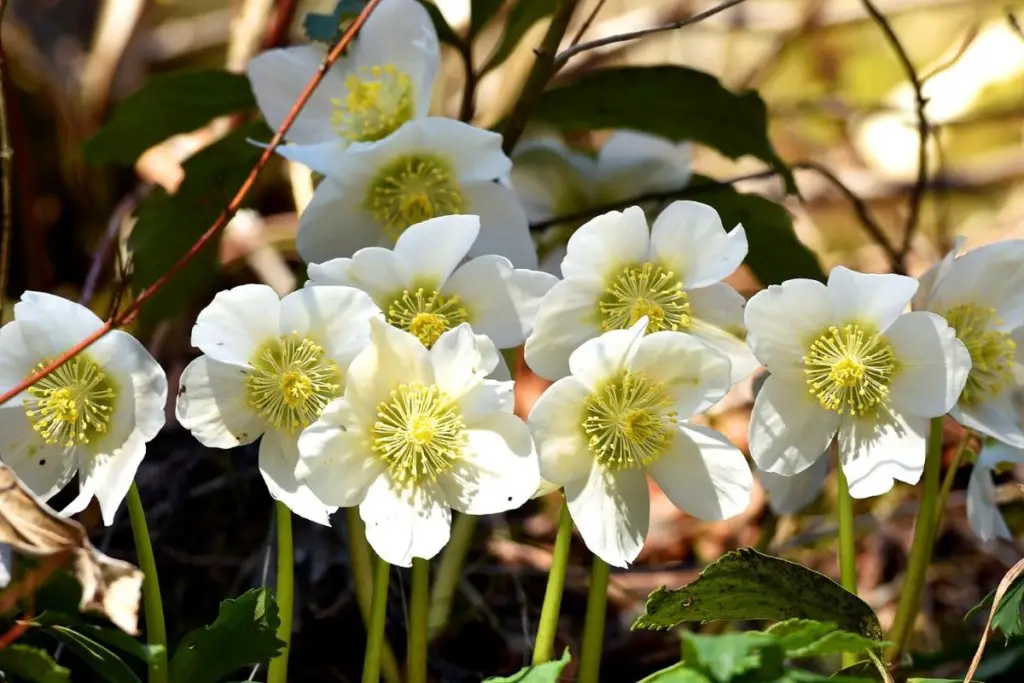 Hellebores | The Christmas Rose | Perennial Masters