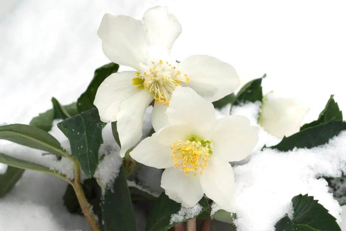 Hellebores | The Christmas Rose | Perennial Masters