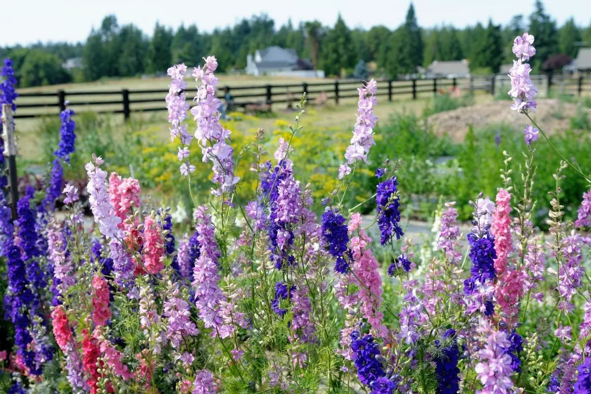 Delphinium Flower | Perennial Masters