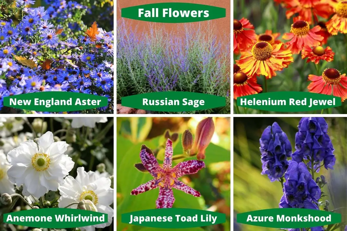 Fall Flowers | The Ultimate Guide | Perennial Masters