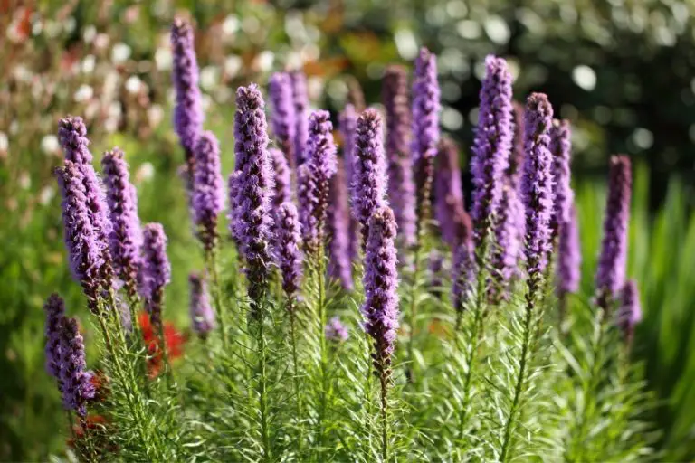 Liatris Care | The Ultimate Guide | Perennial Masters