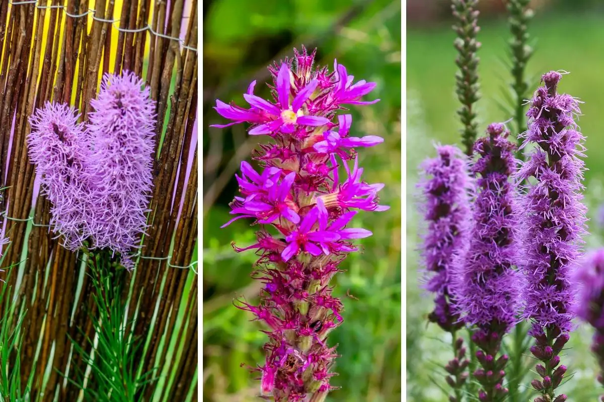 Liatris Colors (With Examples) | Perennial Masters