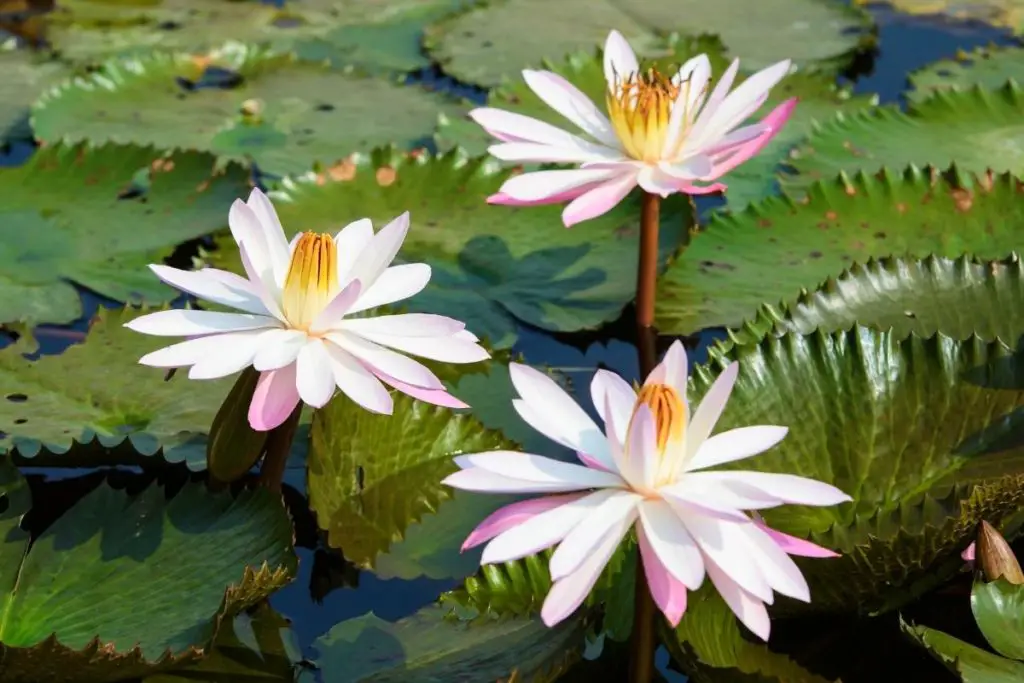 Lotus Flowers | The Ultimate Guide | Perennial Masters