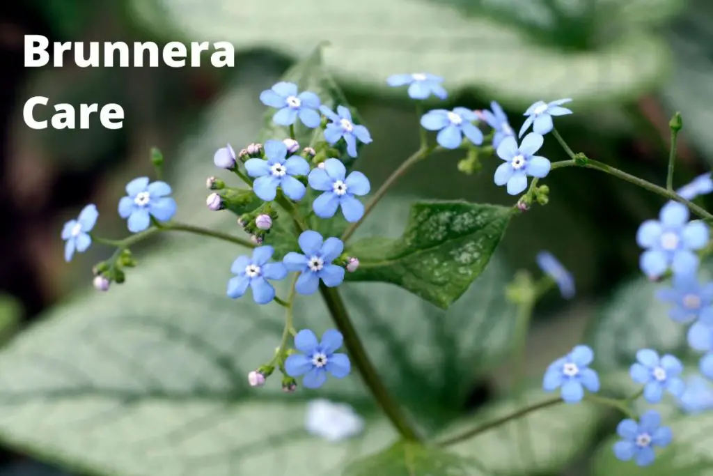 Brunnera Care | Perennial Masters