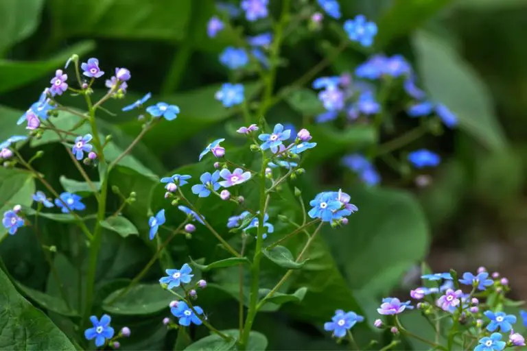 Brunnera Care | Perennial Masters