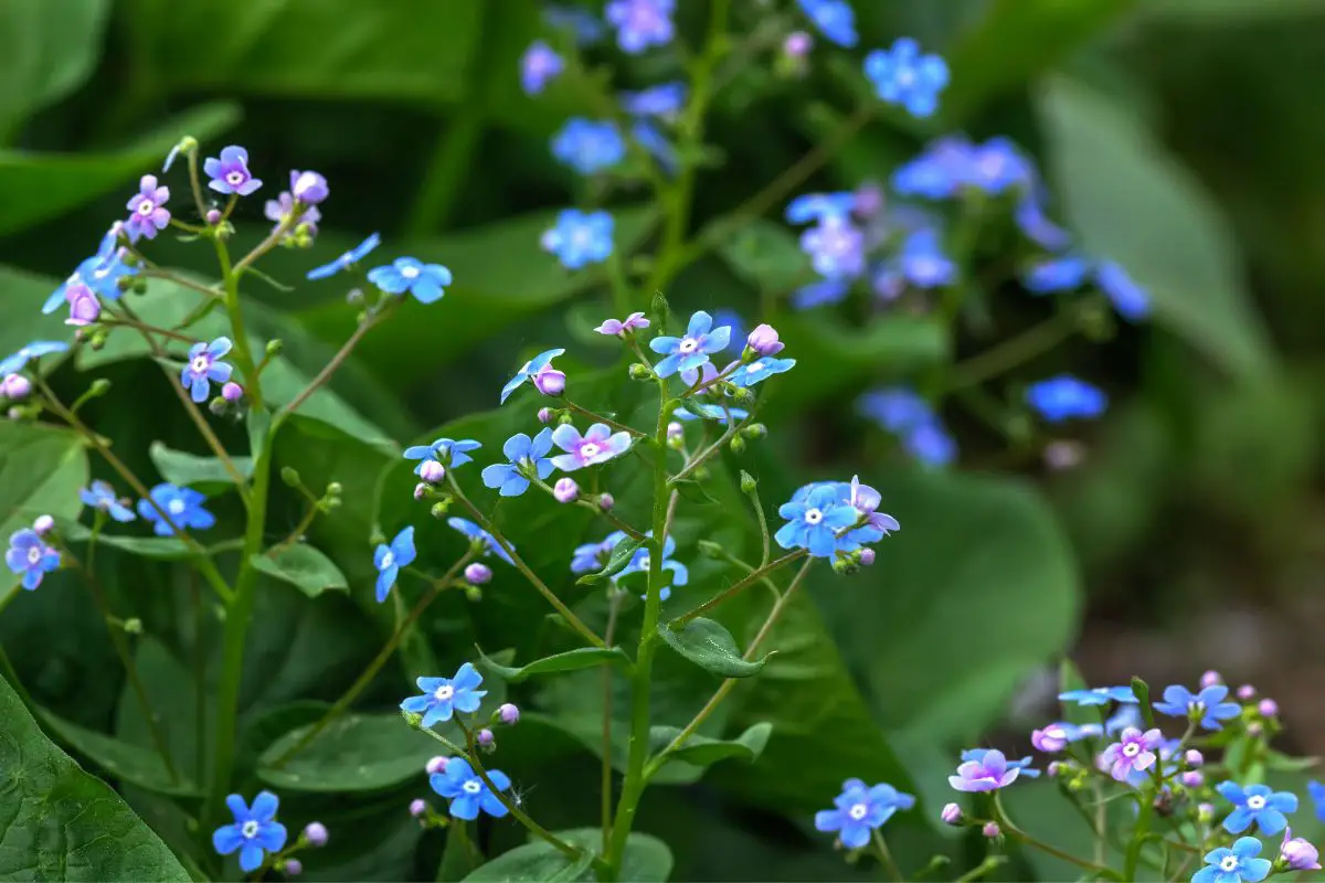 Brunnera Care | Perennial Masters