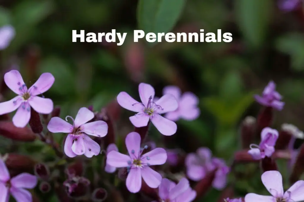 28 Hardy Perennials (w. Examples) Perennial Masters