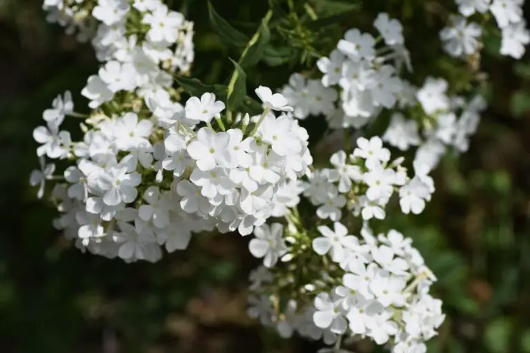 29 Perennials That Bloom All Summer (w. Grow Zones)