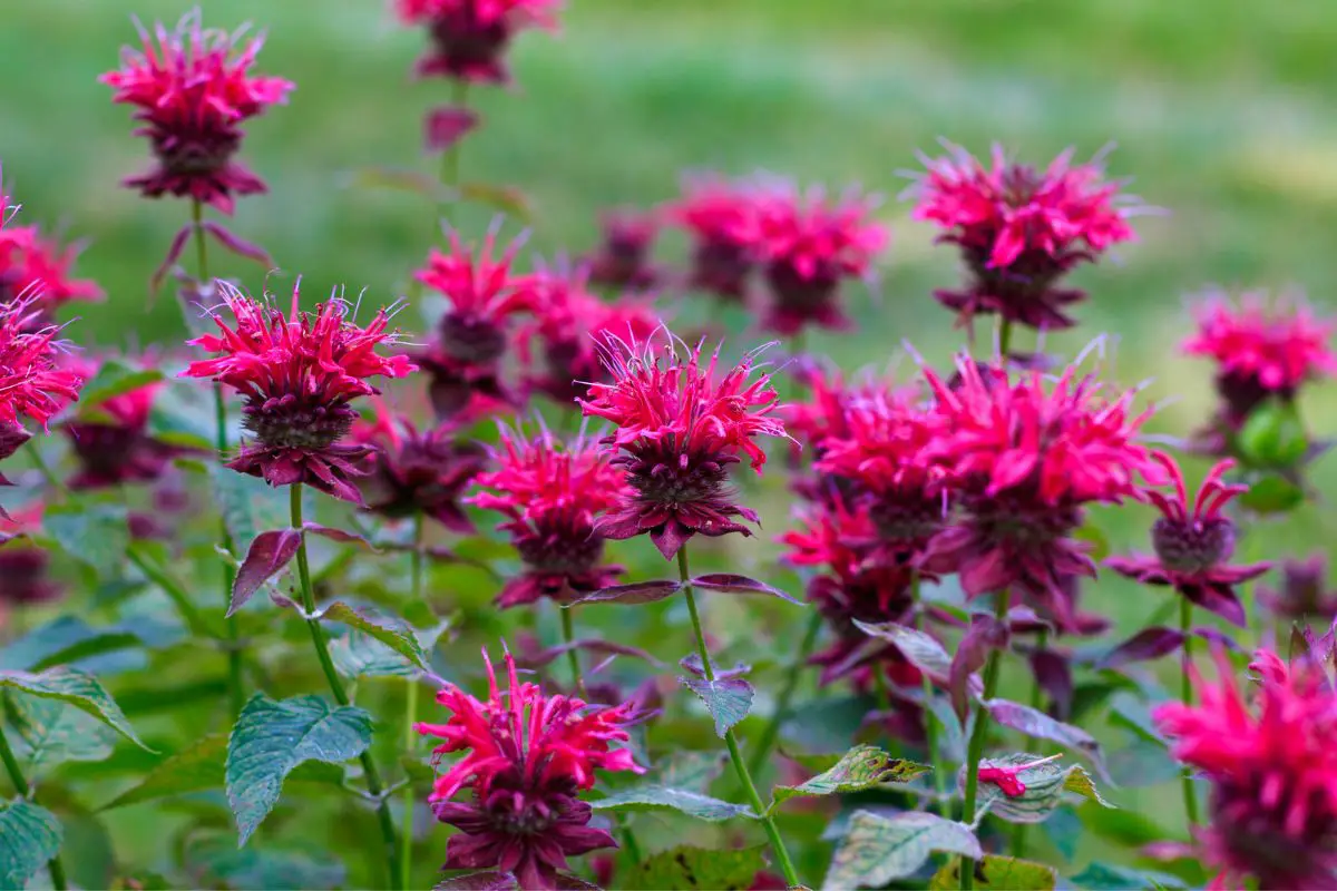 29 Perennials That Bloom All Summer (w. Grow Zones)