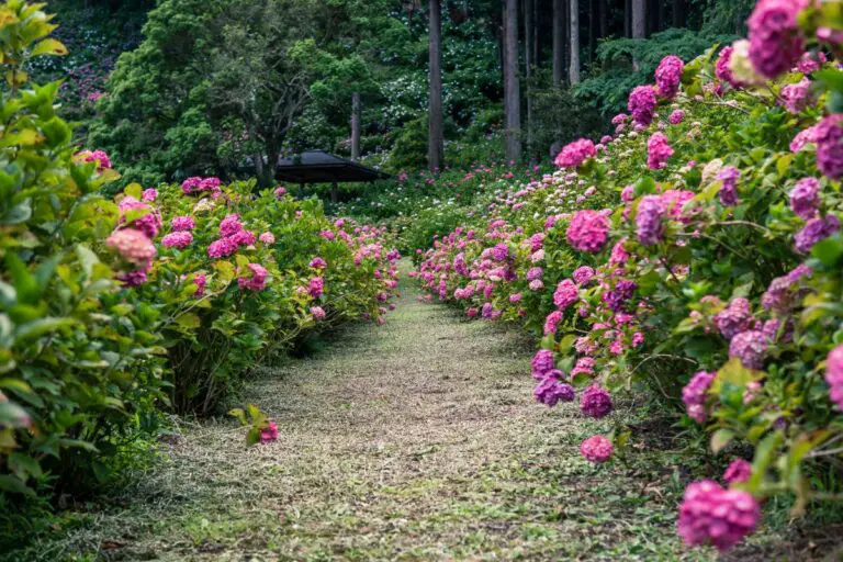 Partial Shade Perennials (w. Examples) | Perennial Masters
