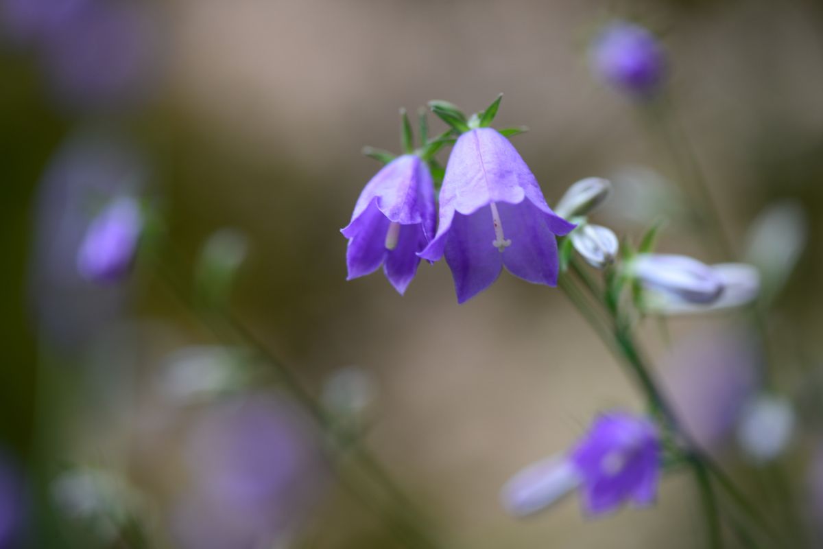 Partial Shade Perennials (w. Examples) | Perennial Masters