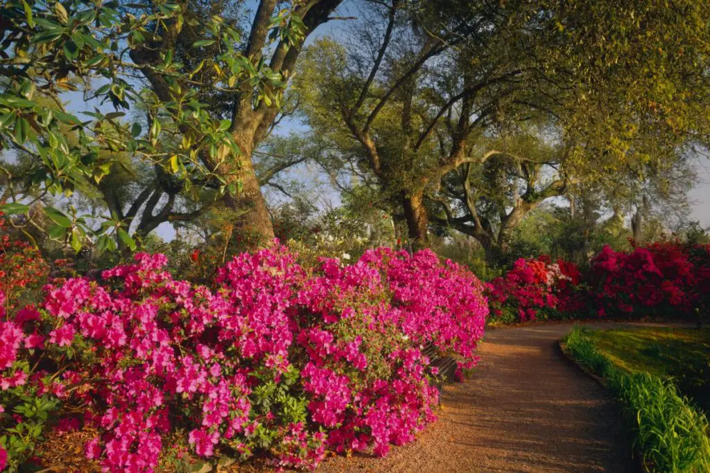 Partial Shade Perennials (w. Examples) | Perennial Masters