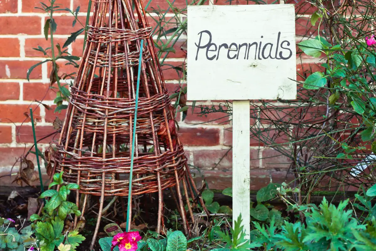The Art of Planting Perennials: Creative Ideas for Your Garden!