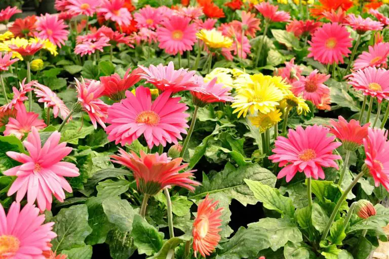Gerbera Daisy: Annual or Perennial | Perennial Masters