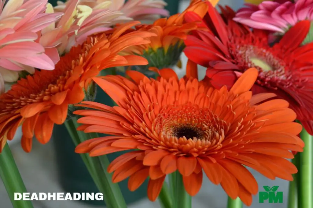 How To Deadhead Gerbera Daisies | Perennial Masters