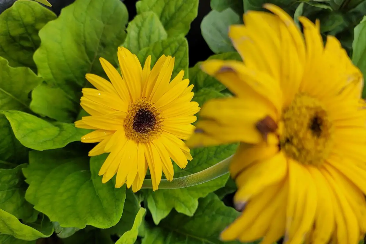 Gerbera Daisy Colors and Arrangements | Perennial Masters