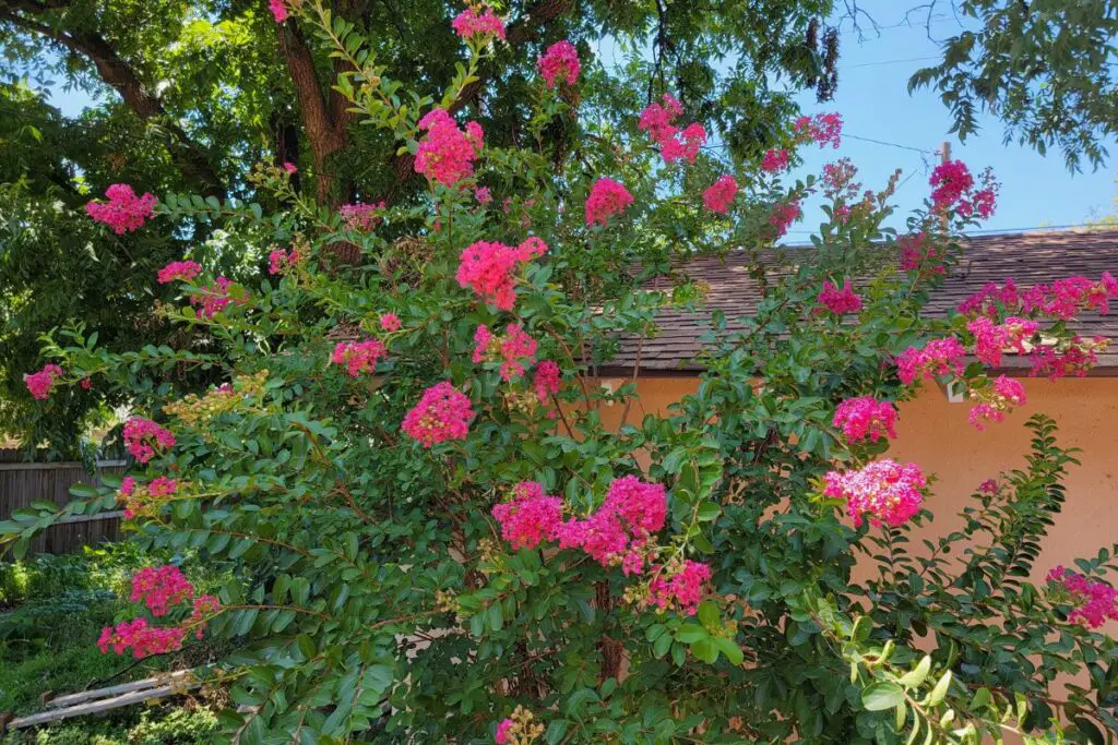Crepe Myrtle Colors | A Comprehensive Guide | Perennial Masters