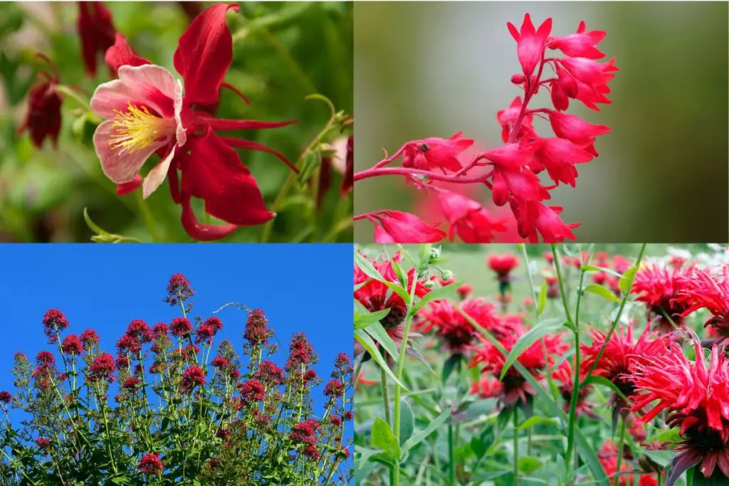 Fiery Red Perennials to Ignite Any Garden | Perennial Masters