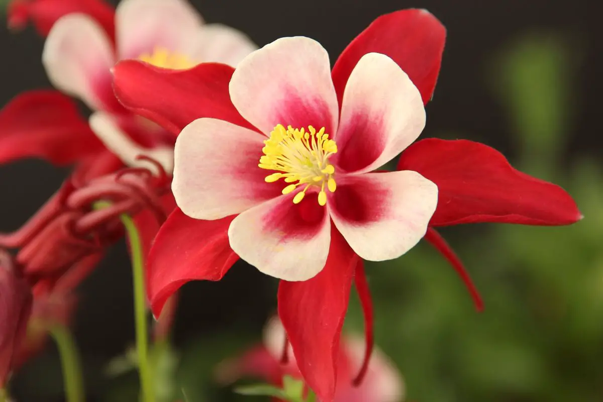 Fiery Red Perennials to Ignite Any Garden | Perennial Masters